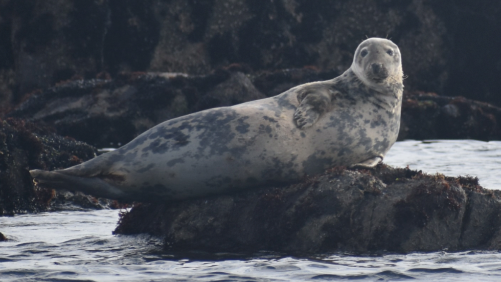Seals - Boston Harbor Islands