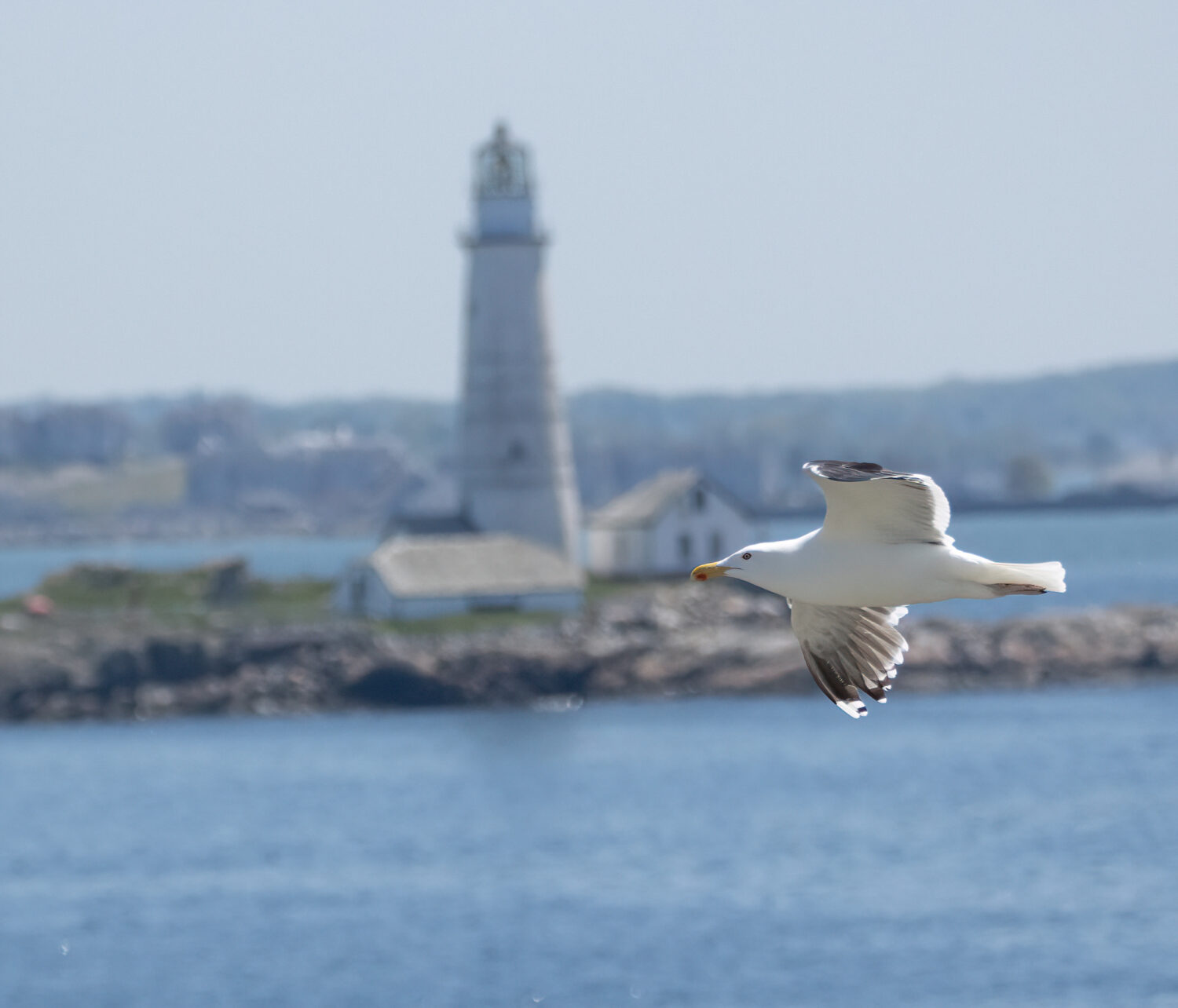 Bird Bingo: A New Self-Guided Resource for Boston Harbor and the ...