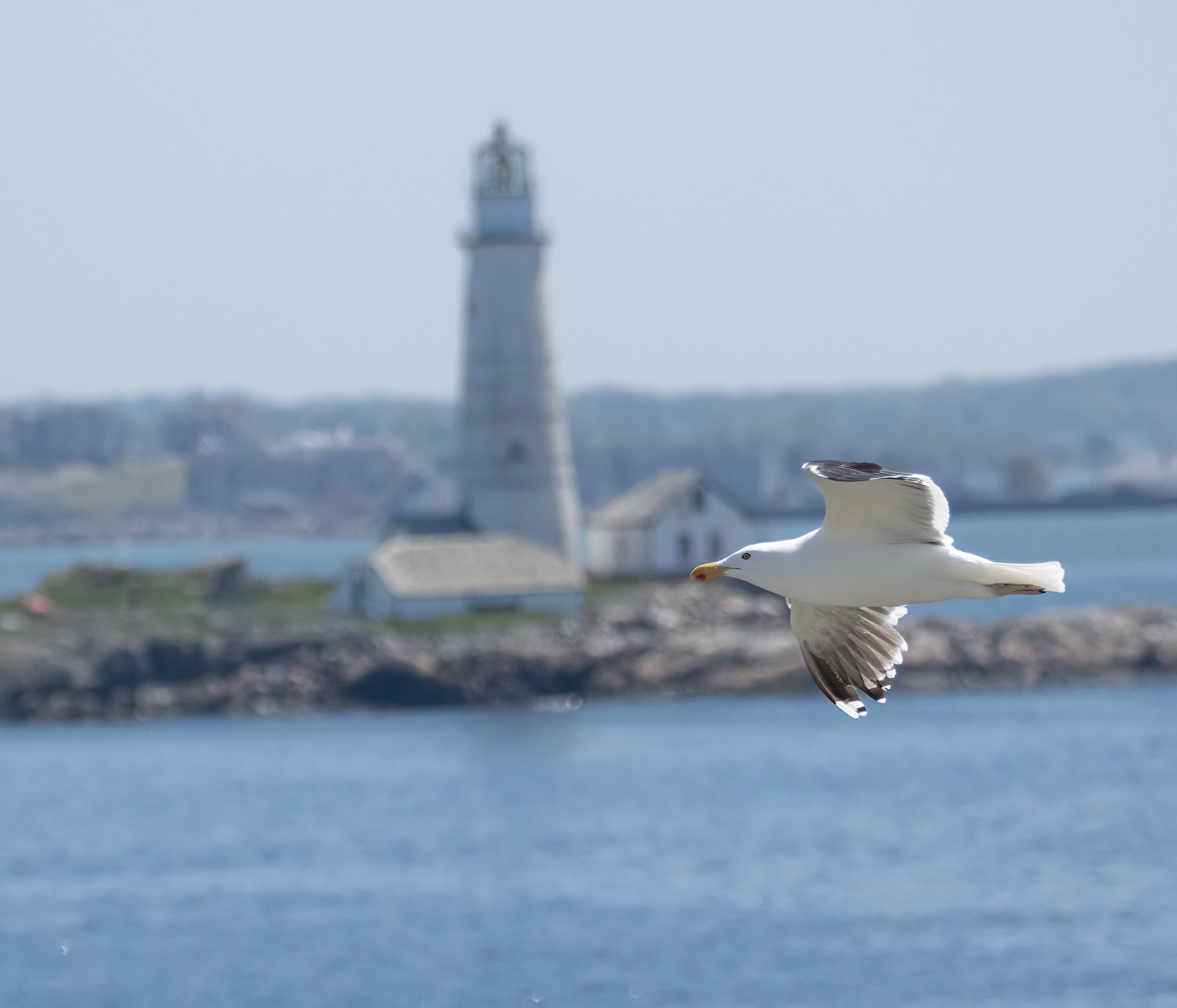 Bird Bingo: A New Self-Guided Resource for Boston Harbor and the ...