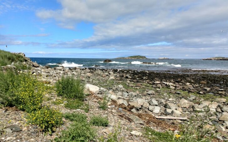 Stewardship Saturday at Grape Island - Boston Harbor Islands