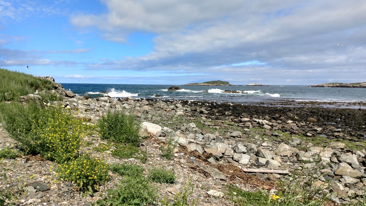 Stewardship Saturday at Grape Island - Boston Harbor Islands