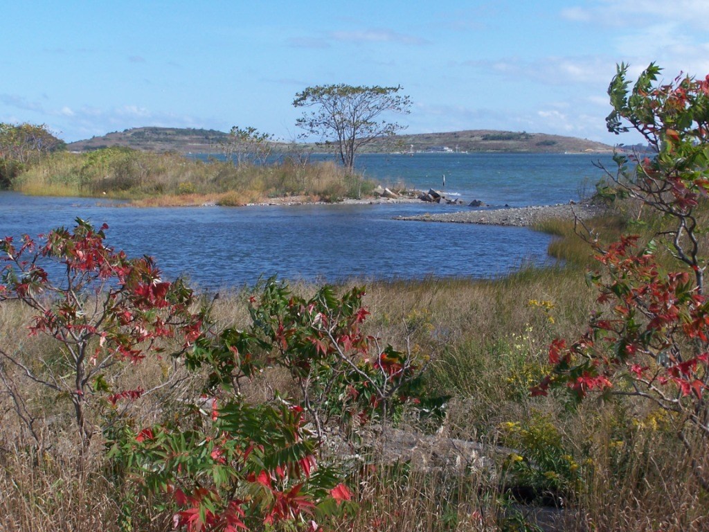 Stewardship Saturday at Thompson Island - Boston Harbor Islands