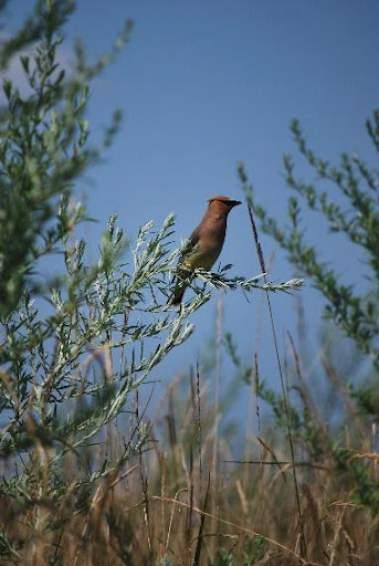 Birds of the Islands - Boston Harbor Islands