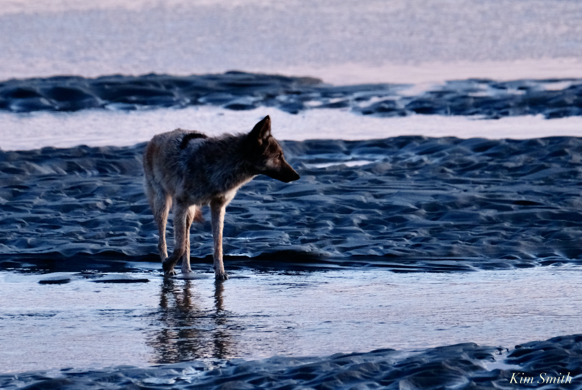 Flora and Fauna of the Boston Harbor Islands: Coyotes - Boston Harbor ...