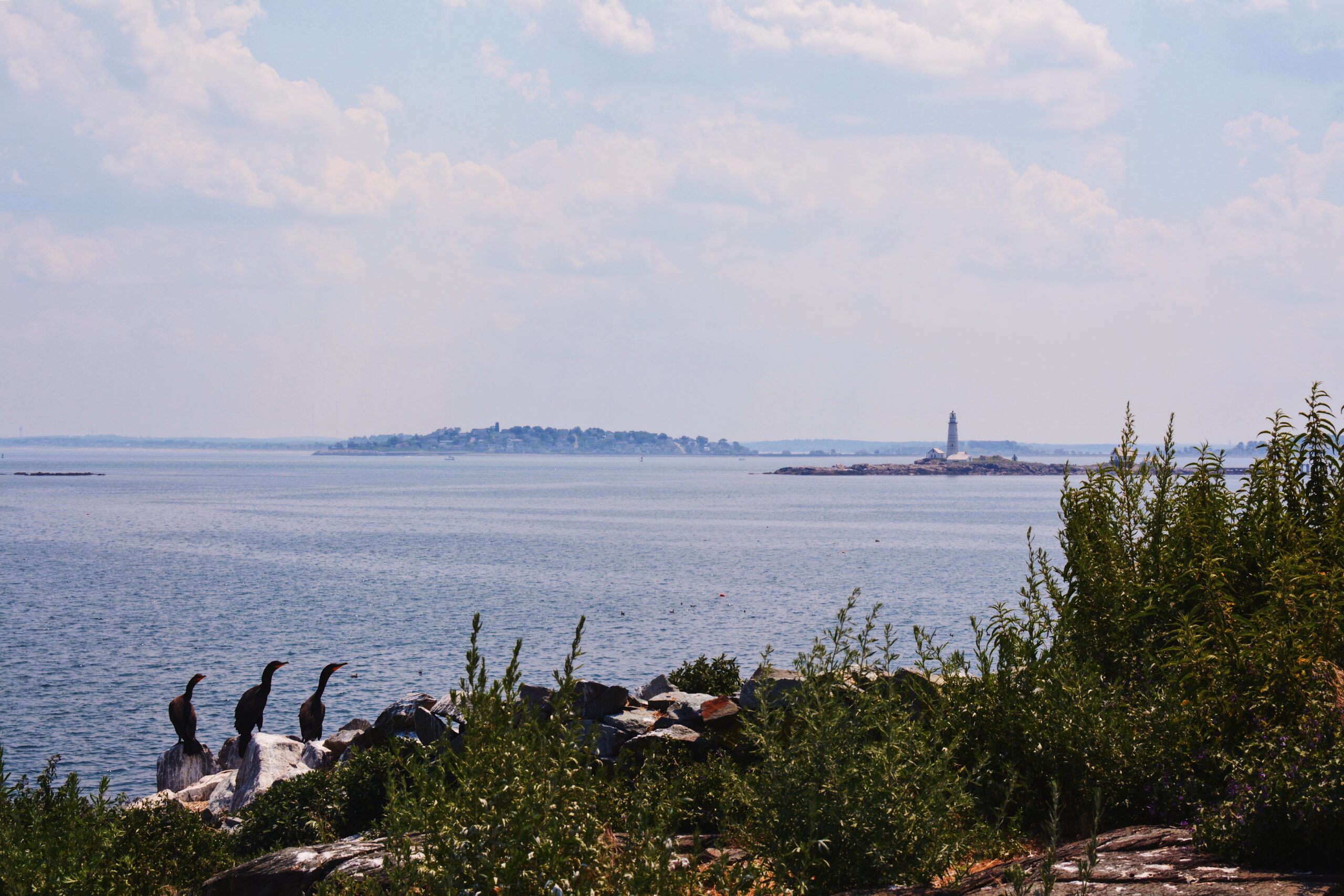 Birds of the Islands - Boston Harbor Islands